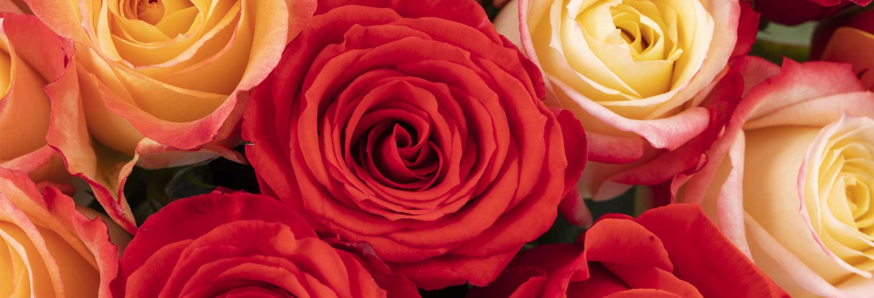 Luxury Ecuadorian Roses | Blooming Emotions - BloomingEmotions.com