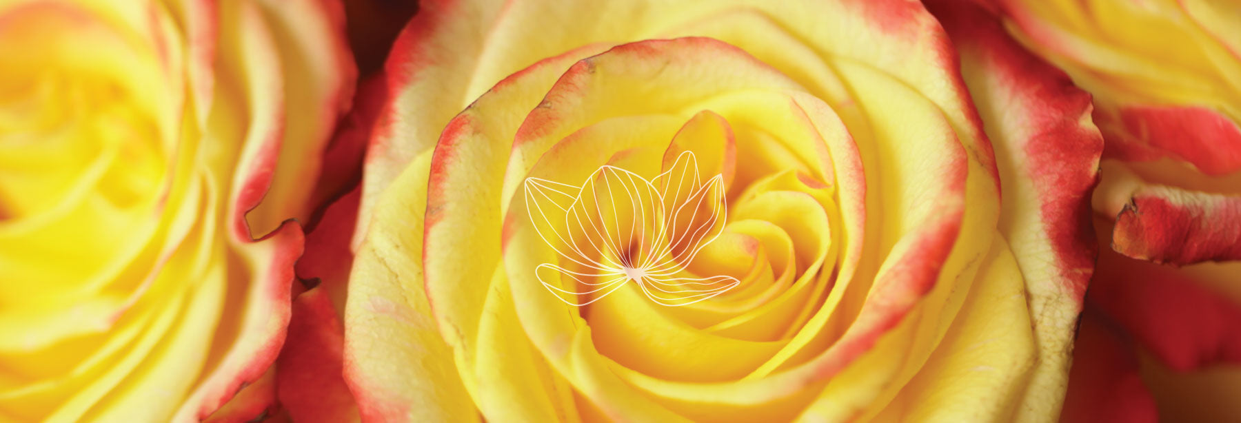 Bi-colored Gift Roses • Blooming Emotions - BloomingEmotions.com