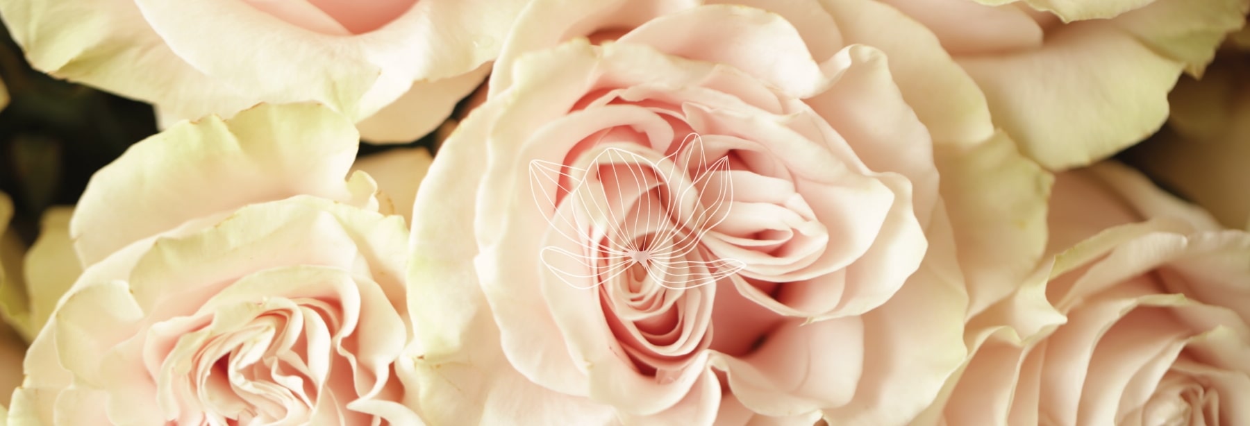 Single Color Roses - BloomingEmotions.com