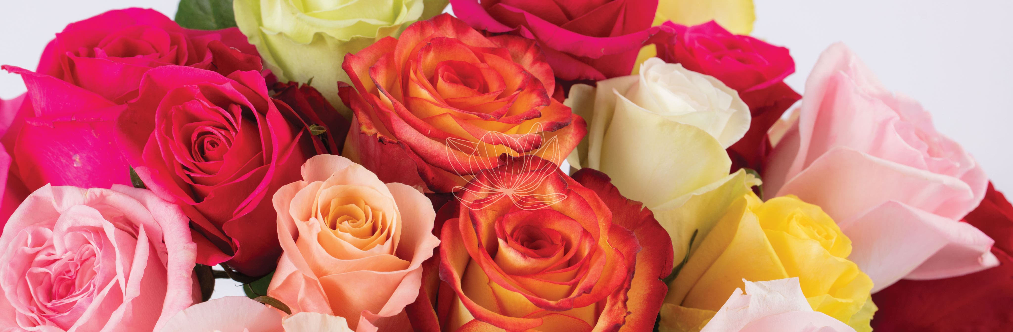Spring Roses | BloomingEmotions.com - BloomingEmotions.com
